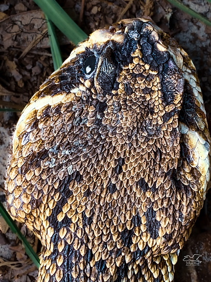 The Remarkable Power of Snake Venom: Saving Lives Through Medical ...