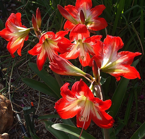 Red Amaryllis - working with reds. | Joanna Burch - Blog