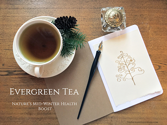 How to Make Evergreen Tea; And Instantly Improve Your health | The ...