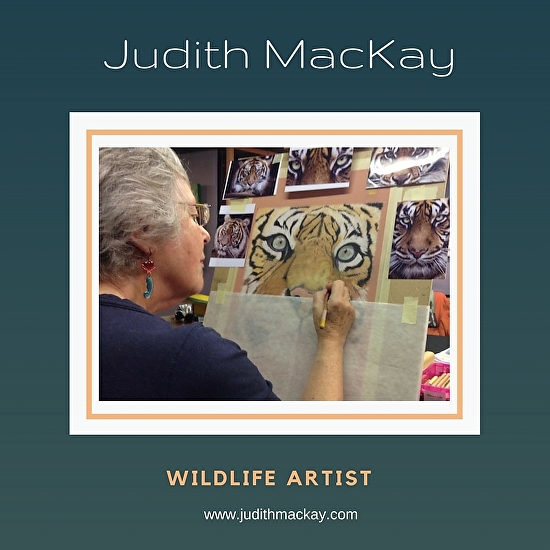 Meet Judith MacKay, Wildlife Artist | Pamela Poole - Blog
