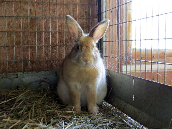 May 16, 2013 A Trip To Cottontail Cottage Rabbit Rescue! Cute Bunnies ...