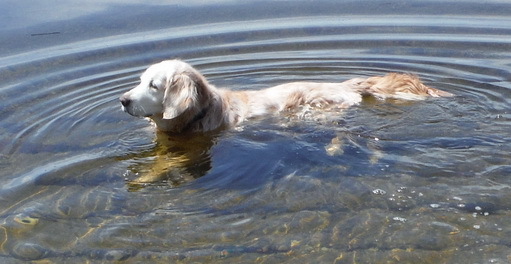 May 9, 2014 Daisy Is Sick. | Plein Aire in Maine