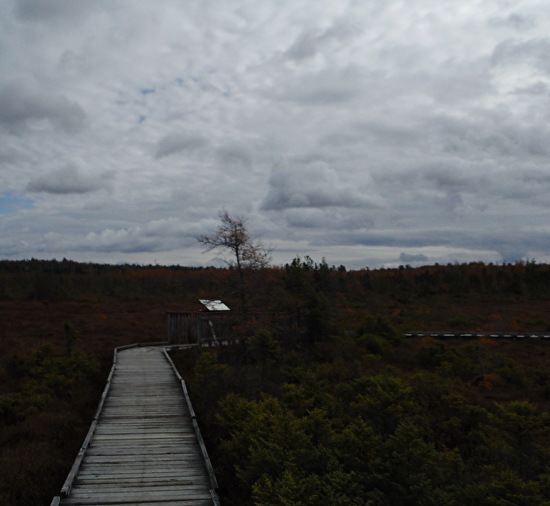 October 30, 2014 Autumn In One Of Maine's Bogs! Two Bog Paintings To ...