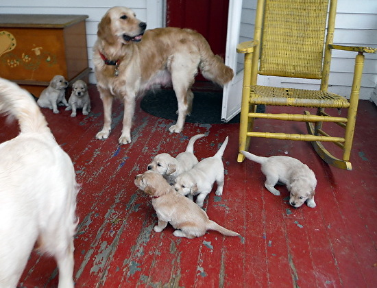 September 25, 2015 Cute Puppies Go Outside For The First Time! | Plein ...