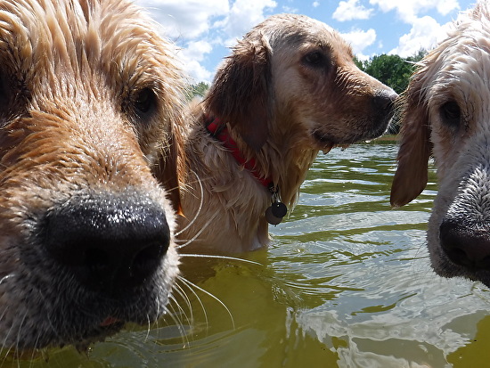 July 27, 2016 Monet, Lily, and Poppy's Excellent Unity Pond Adventure ...