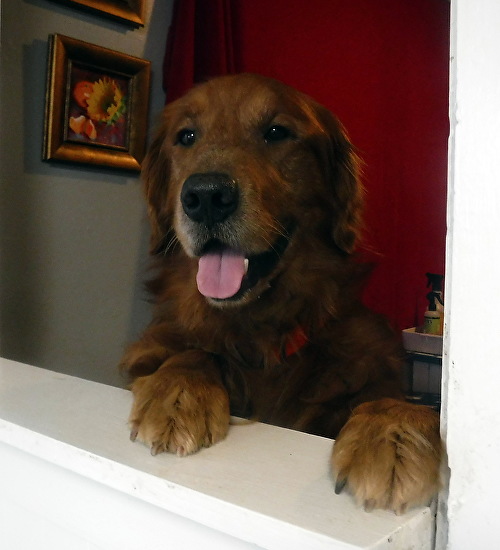 December 22, 2018 Ted Takes Milo, Rescued Golden Retriever! | Plein ...