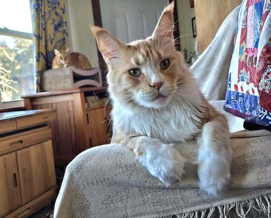 January 19, 2026 Festus Was Very Sick But He is Doing Great Again ...