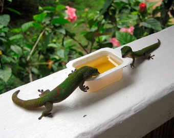 Lucky Lizards - a Postcard from Hawaii | Al Skaar