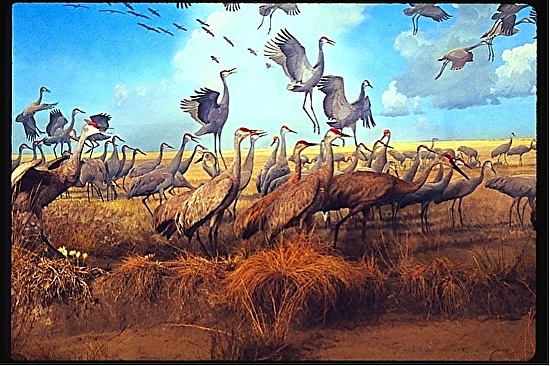 Francis Lee Jaques Dioramas at risk! | The Feathered Brush