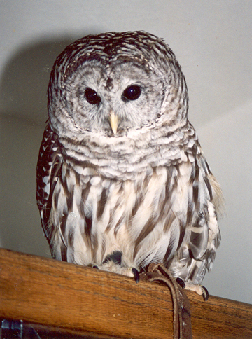 Remembering Hoot | Birds and More Birds