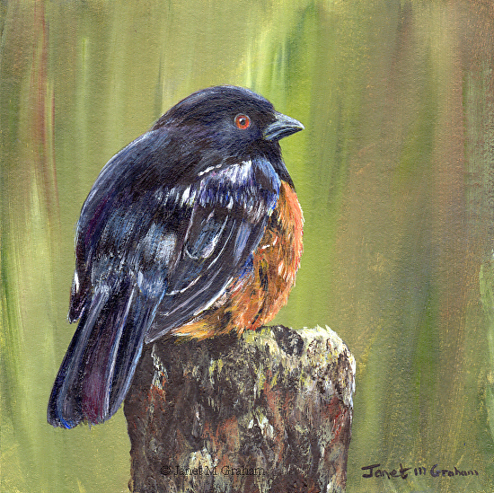 Spotted Towhee in acrylics | Janet M Graham's Painting Blog