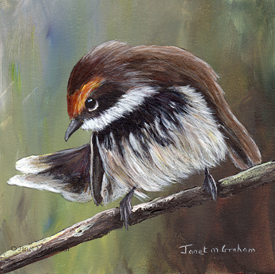Rufous Fantail in acrylics | Janet M Graham's Painting Blog