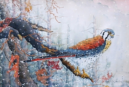 Passing Through (Kestrel Falcon) | David Wickline - Blog