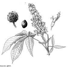 Artists Light Up the World With Botanicals By Janet Buckingham ...