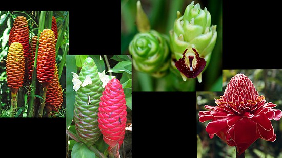 Beehive, Shampoo, Edible, Torch. | Margaret Elizabeth Johnston - Blog