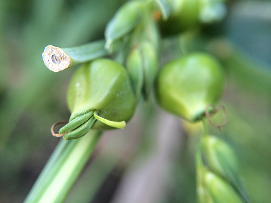 Cherokee Corn Tears | Holly Hawk's Visions