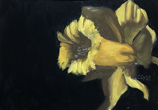 Jonquils at the Jonquil Festival in Old Washington State Park | Cori ...