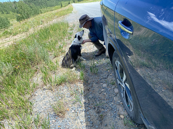 12. What to do when wonder mutt visits | Jay's Creative Corner