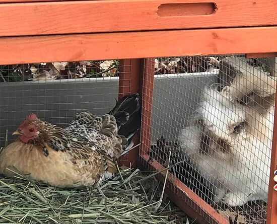 The Beautiful Life of Animals | Paula Lay - Blog