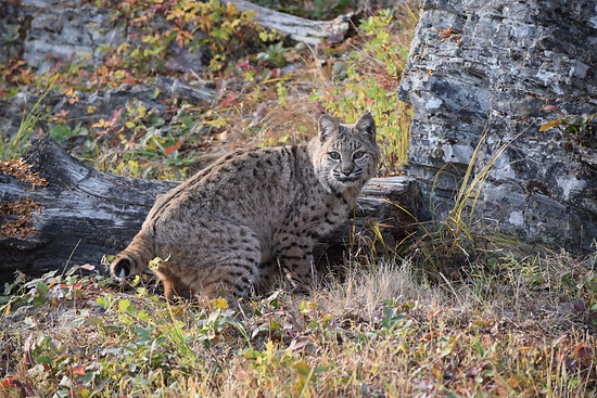 May 1, 2023: Zoom Orientation: June 2023, Triple D Wildlife Artist ...