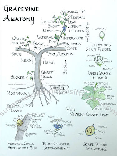 Grapevine Anatomy II, Geek Edition - Illustration for Black Ankle ...
